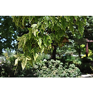 TriStar Plants - Flame Amur Maple Tree Potted 1 Gallon, 5'Ft Tall - Acer ginnala, Healthy Established Roots, Fast Growing Trees, Fall Color, Shade Tree