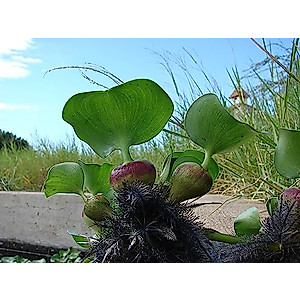 Water Hyacinth | Live Floating Pond Plants for Water Gardens (1 Water Hyacinth)