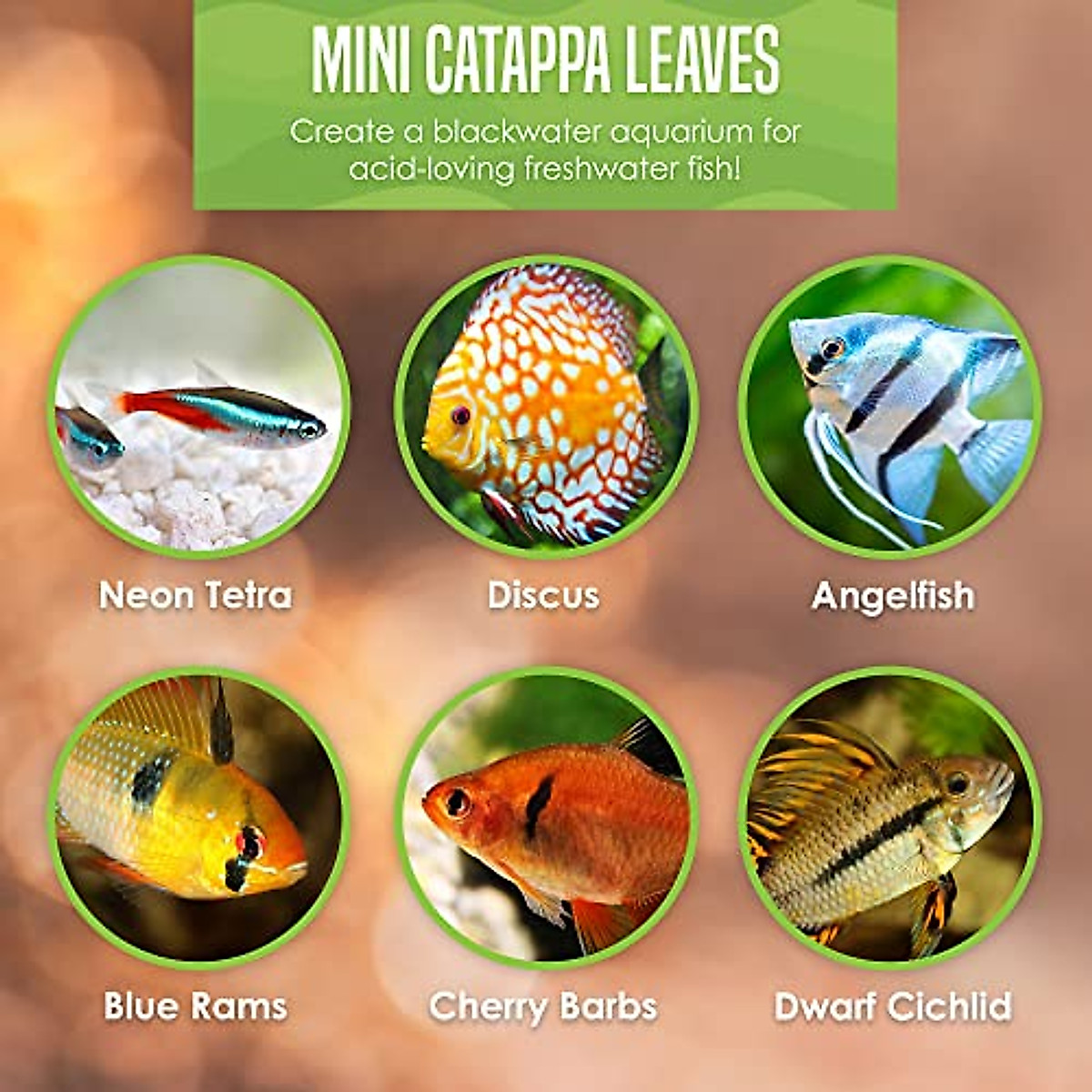 JOR 60 Pack Mini Catappa Indian Almond Leaves for Neon Tetra, Dried Leaf for Spawning, Perfect Hiding Spot, Create Brackish Habitat for Tropical Fish Like Guppy, Platy, Tiger Barb, Discus, Gourami