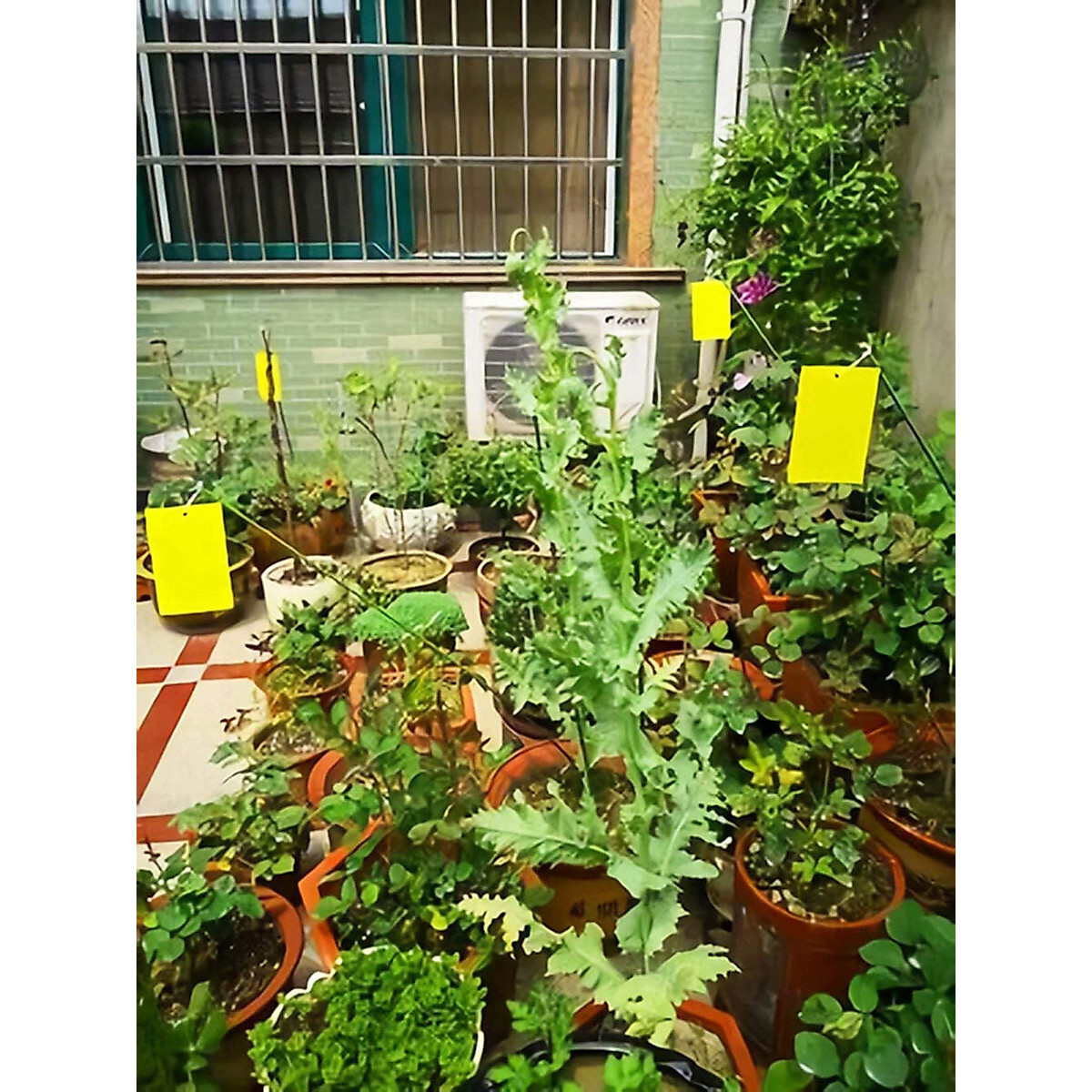 Faicuk Yellow Dual-Sided Sticky Fly Traps for Plant Insect Like Aphids, Fungus Gnats, Leaf Miners and White Flies (10 Pack)