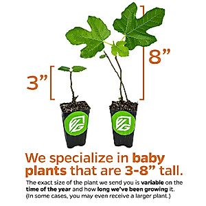 Beer's Black Fig Tree (Dwarf Habit) Live Plant - Ficus carica 'Beer's Black' - Wellspring Gardens - Cold-Hardy Fig, Dwarf Fig Tree, Compact Fig Plant - Fruit Bearing Starter Tree