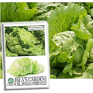 Hanson Improved Crisphead Lettuce Seeds for Planting, 1000+ Heirloom Seeds Per Packet, Non GMO Seeds, Botanical Name: Lactuca Sativa, Great Home Garden Gift