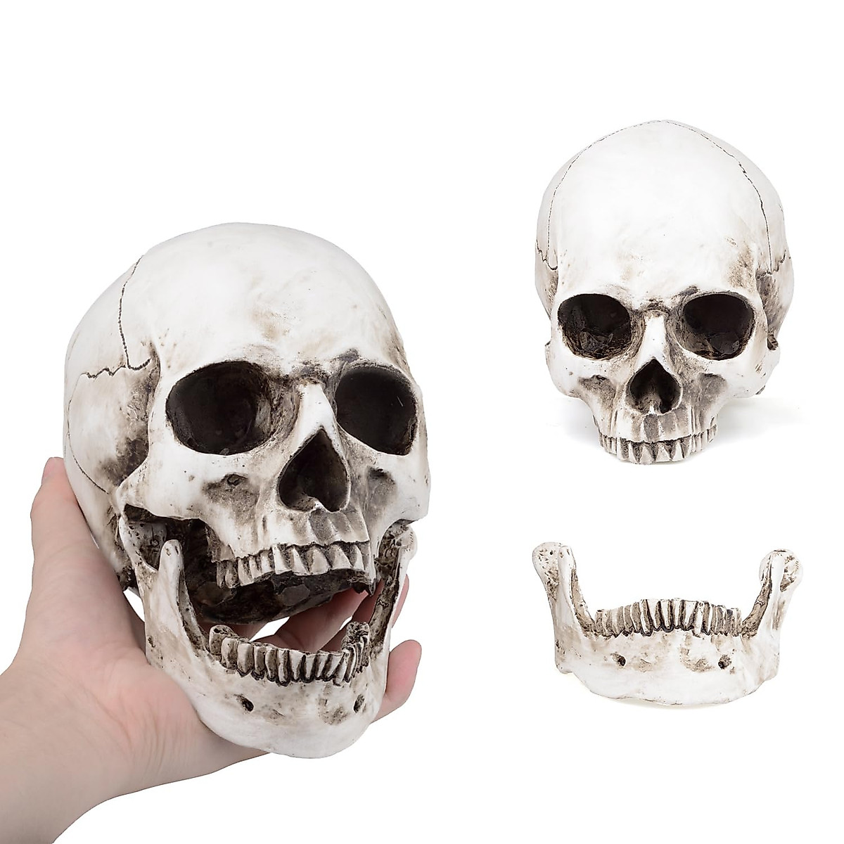 Aries Outlets Retro Human Skull Replica Resin Anatomical Model Medical Lifesize Realistic 1:1