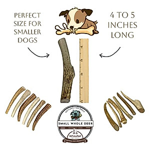 WhiteTail Naturals - Antlers for Small Dogs (6 Pack) Deer Antler Dog Chew Bones for Small to Medium Aggressive Chewers - Long Lasting Horn Chew Toys - Naturally Shed