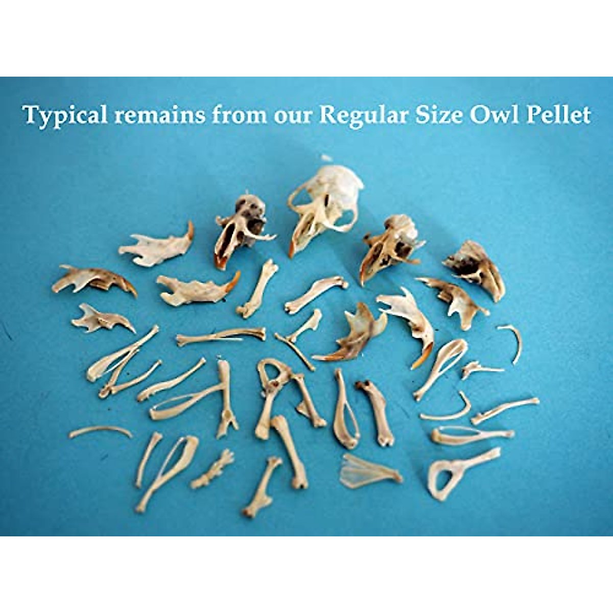 P1-100 Bargain Bucket, 100 Regular Owl Pellets with Teachers Guide and Bone Sorting Sheets