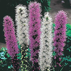 Purple Liatris Spicata - 5 Bulbs, Blazing Star Plant, Vibrant Perennial Liatris, Ideal for Garden Beds, Easy to Grow, Beautiful Vertical Flowers, Perfect for Borders and Landscapes