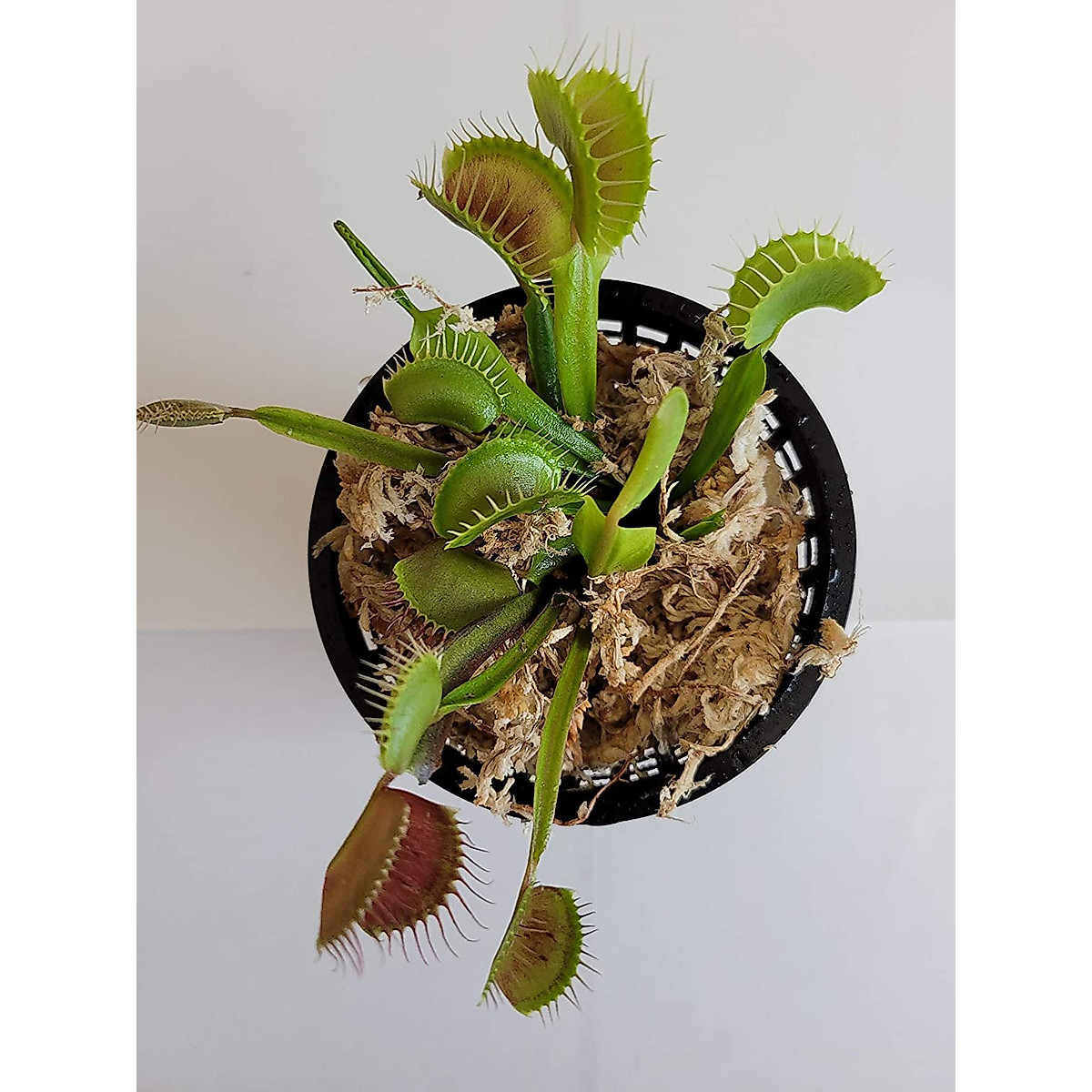 B52 Giant Venus Flytrap - Fly Trap - (Dionaea Muscipula) Carnivorous Plant 3.75 inch Pot