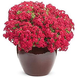 CHUXAY GARDEN Red Phlox Drummondii,Annual Phlox,Drummond's Phlox 800 Seeds Fragrant Flowering Plant Heat-Tolerant Grows in Garden and pots Low-Maintenance