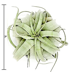 ragnaroc Live Air Plant - Tillandsia Xerographica, Jumbo 6-9” – 1 ct - Ideal for Gifts & Presents, Live Indoor Plants & Live House-Plants – Live Plants for Home décor