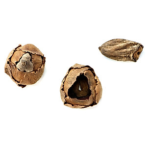 Snout and Shell 10 Mini Coconut Botanical Pods - Aquarium Pods Reduce Algae & freshen Tank Water - Terrarium, Vivarium & Aquarium Decor & Natural Tannins, Brown, 1-1.5 inches