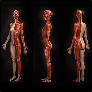 Human Anatomical Muscle Bone and Skin Model - 23.6Inch Female Anatomy Figure Human Body Musculoskeletal Anatomical Model Painting Sculpture Model for Reference Art Teaching Tools