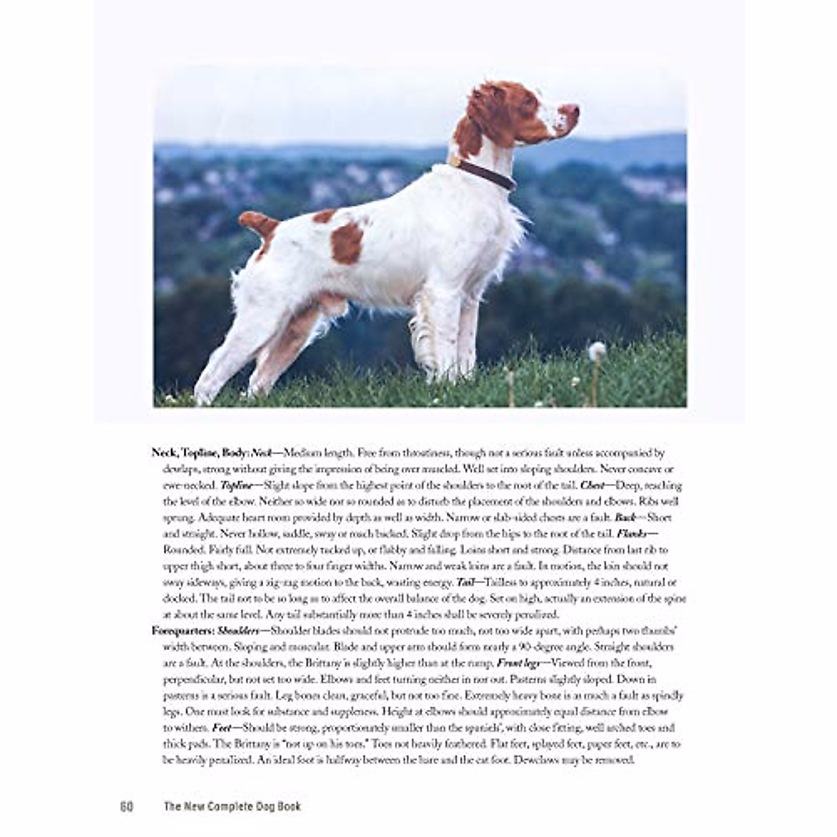 The New Complete Dog Book, 22nd Edition: Official Breed Standards and Profiles for Over 200 Breeds (CompanionHouse Books) American Kennel Club's Bible of Dogs: 920 Pages, 7 Variety Groups, 800 Photos