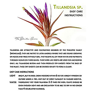 Large Air Plants - 1 Hybrid No. 1-4 to 6 Inch Air Plant - Color & Form Varies by Season - 30 Day Guarantee on Tillandsia from The Drunken Gnome (1, One Size 4-6")