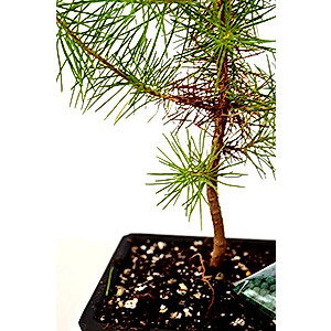 9GreenBox - Japanese Black Pine Bonsai with Water Tray and Fertilizer