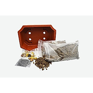 9GreenBox - Bonsai Potting Kit