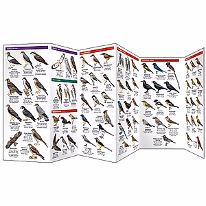 Japan Birds: A Folding Pocket Guide to Familiar Species (Nature Observation International)