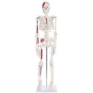 Anatomy Lab Half Life Size Painted and Numbered Human Skeleton Model, 35" Anatomical Replica with Muscle Insertion and Origin Points, Removable Skull Cap & Jaw, Durable Stand for Display and Study