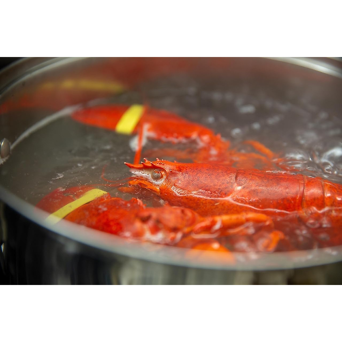 AirFly Crab, Lobster Claw Rubber Band Pliers (Bands not Included)