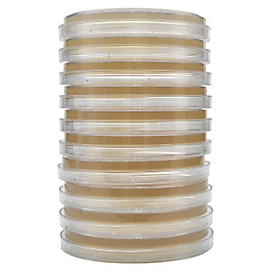 Sabdex (Sabouraud Dextrose) Agar, USP, for Cultivation of Yeast and Fungi, 15x100mm Plate, Order by The Package of 10, by Hardy Diagnostics