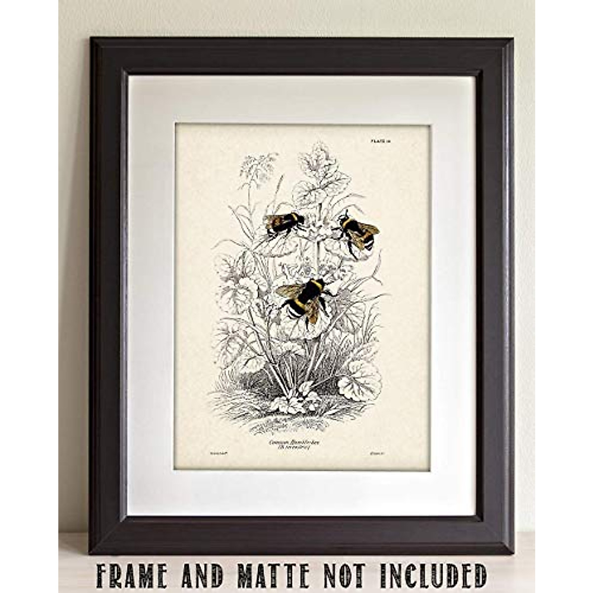Bumble Bee Illustration - Bumblebee Farmhouse Bee Decor, Honey Bee Nature Poster, Kitchen and Room Decor, Classic Botanical Decoration and Gift for Bee Lovers, 11x14 Unframed Art Print Poster