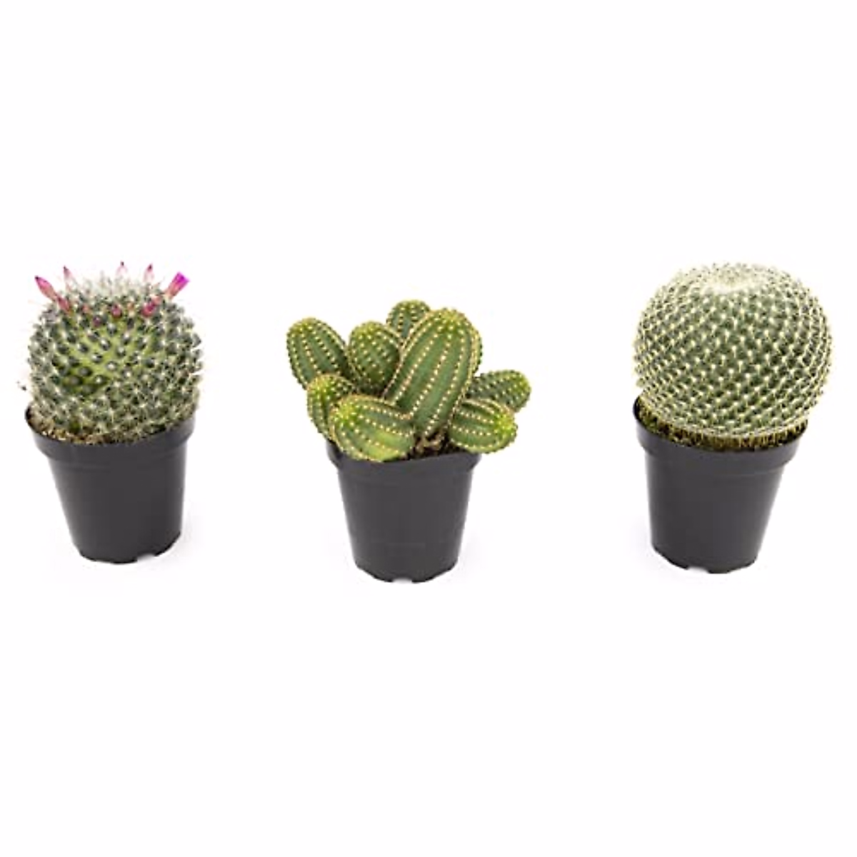 Altman Plants, Assorted Cactus Plants Live Plants (3PK), Cactus Plant Live Succulents Plants Live Cactus Decor, Indoor Plants Live House Plants in Cactus Soil, Live Cacti Plants Live Succulent Plants