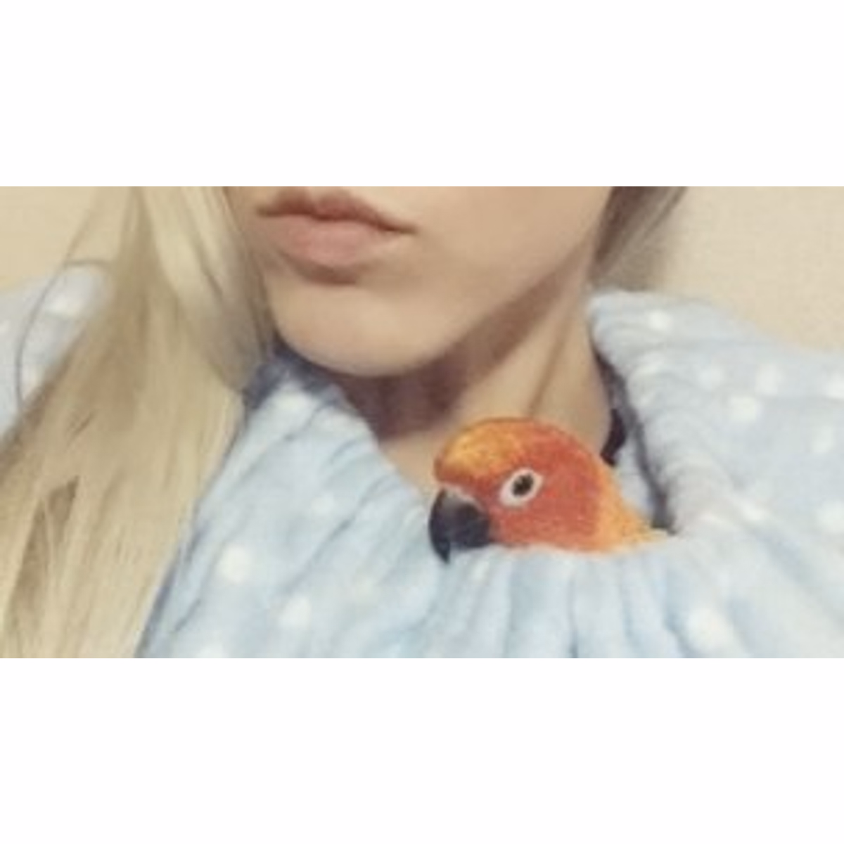 Critter Cuddler Small Animal Carrier and Bonding Pouch Anti-Anxiety Interactive Emotional Therapy for pet & Handler for Small Dog Cat Hedgehog Sugar Glider Hedgehog Hamster Made in USA (Tutti Fruity)