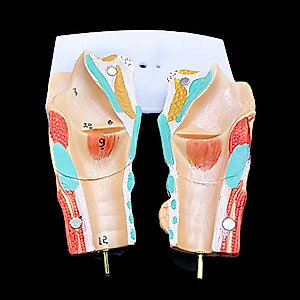 Human Throat Model Life Size, Anatomically Accurate Throat Model Human Throat Anatomy for Science Classroom Study Display Teaching Medical Model