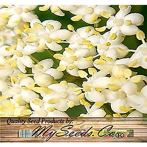Big Pack - (1,000) American Elderberry Seeds - Sambucus Canadensis - Non-GMO Seeds by MySeeds.Co (Big Pack - Elderberry)