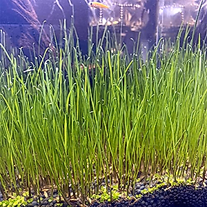 Live Aquarium Plant Seeeds Combo,Fresh Water Grass Mini Leaf & Hair Grass Small Pearl Leaf for Fish Tank Terrarium Aquatic Dwarf Carpet Decor AAB