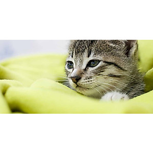 PETS HEALTH SOLUTION Calming cat Products - Relaxant for Cats - Helps Keep Calm - Anxiety Relief - Treats - cat Calming Products for Cats in Heat - 270 Treats (3 Bottle)