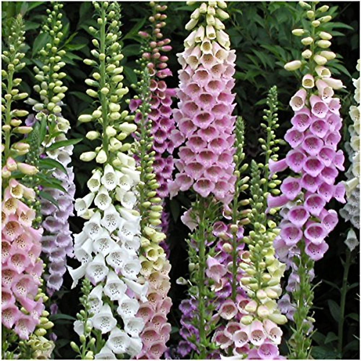 Seed Needs, Mixed Gloxiniaeflora Foxglove Seeds - 5,000 Seeds for Planting Digitalis purpurea - Open Pollinated, Attracts Pollinators & Hummingbirds (1 Pack)