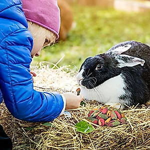 ERKOON Chinchilla Treats, Chew Toys for Teeth for Rabbit Guinea Pig Gerbil Rat Dwarf Hamster (Treats)