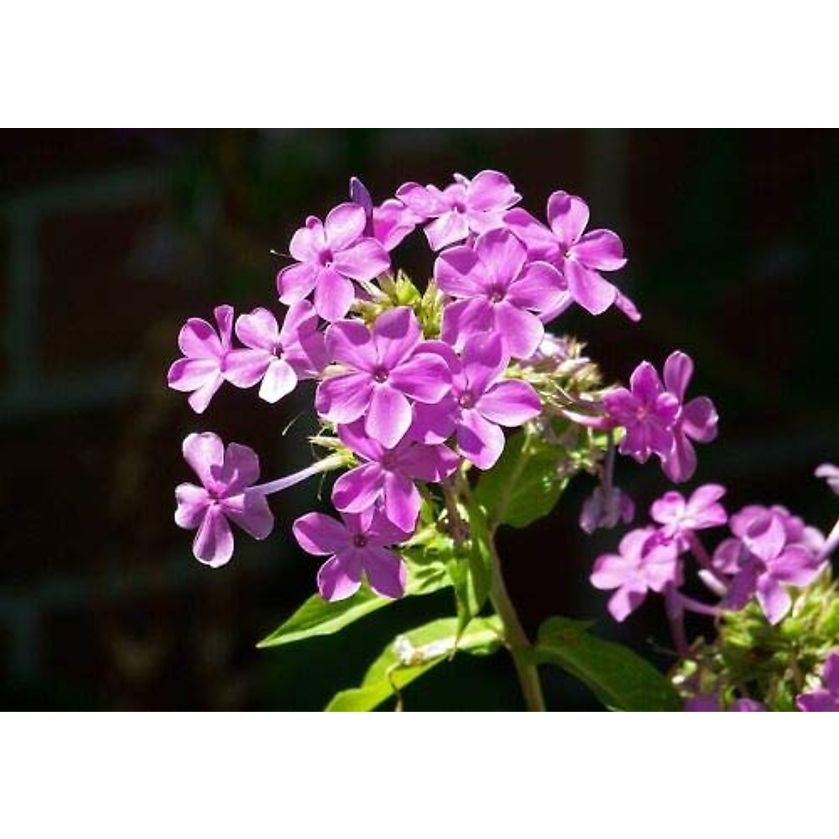 Tall Purple Phlox Paniculata Garden Summer Native Hummingbird Flower jocad (10 Seeds)