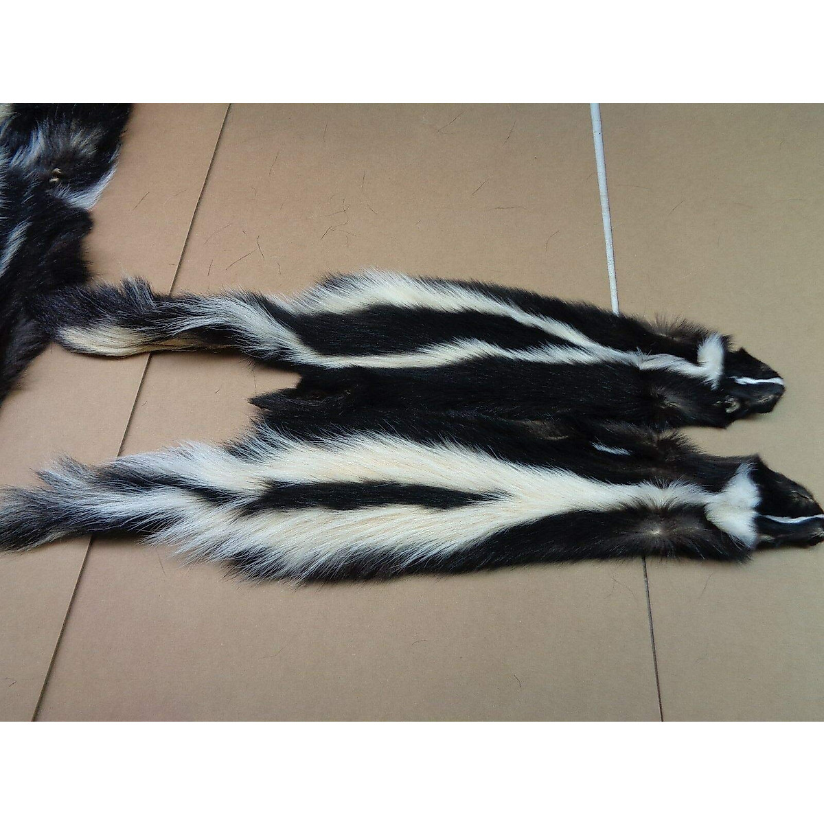 Real XL Tanned Skunk Hide Fur Pelt Face Tail Winter Prime Coat 32-36" USA (Grade #1)