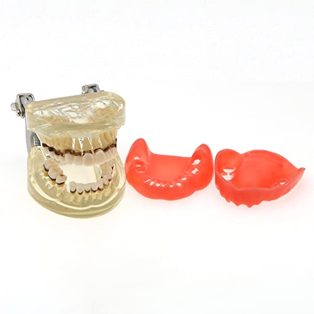 Dental Teeth Typodonts Model for Parodontopathy Periodontal Disease, Removable Gingivae Pathology Teeth Model Used in Teaching,Explain,Studying for Adult(Transparent)