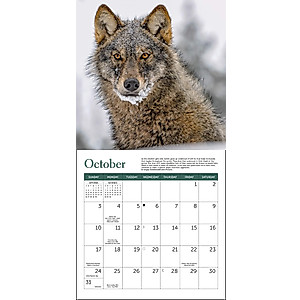 WWF Wolves Mini Wall Calendar 2021, 7" x 7"