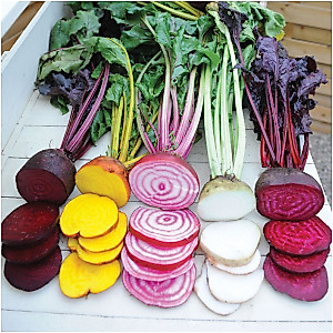 Seed Needs, 1,500+ Rainbow Beet Seed Mixture - 8 Variety Heirloom Mix (Beta vulgaris) Bulk Non-GMO