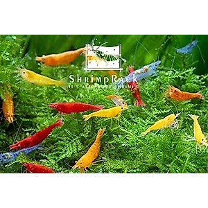 ShrimpRack™ 20 Mixed Color Neocaridina Shrimp Skittles Live Freshwater Aquarium Shrimps Beeding Age Young Adults 1/2-1 inch Long. Live Arrival Guarantee.
