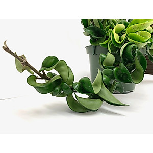 Hoya Compacta aka Hoya Hindu Rope Available in 2", 4", and 6" Pot Live Hoya Plant Air-Purifying Plant (Hoya Compacta, 4" Pot with 2 Plants)