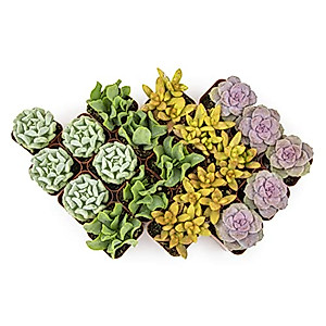 Succulents Plants Live (20PK) Potted Succulent Plants Live House Plants, Cactus Plants Live Plants Indoor Plants Live Houseplants, Indoor Plant Succulents Live Plant House Plant by Plants for Pets