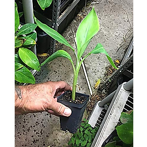 Dwarf Apple Banana - Live Plant - Dwarf Brazillian Banana - Dwarf Hawaiian Apple Banana