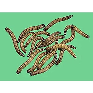 100 Medium Live Superworms by DBDPet | Live Arrival is Guaranteed