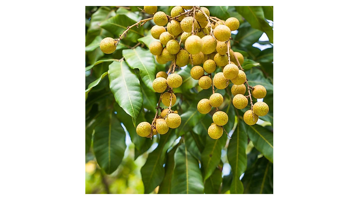 Longan Tree Live Plant, Longan Fruit Tree Seedlings 6 to 10 Inc Height ...