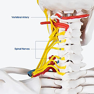 Human Skeleton Model for Anatomy, 33.5’’ Tall Medical Anatomical Skeleton with Removable Arms and Legs, Nerves Arteries Painted Muscle Insertion and Origin Points for Medical Study and Display
