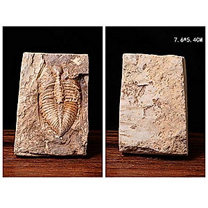 Sunnyhill Real Trilobite Fossil Come from Western Hunan of China 450 Million Years ago