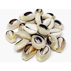 Crispy Collection Tomorrow sea shell cutted hair beads cowrie dreadlocks braid bead decoration 2packs (SHB1)