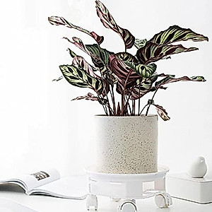 Black Plant Caddy with Water Container Heavy Duty Plant Stand with 4 Wheels Round Flower Pot Mover Plant Saucer Home Garden Planter Dolly Caster with Wheels Rolling Plant Tray