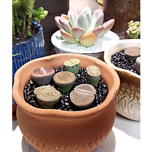 Black River Rocks, 2lb 6-9mm Natural Polished Pebbles, Small Decorative Indoor Plant terrarium Gravel, Succulents Cactus Bonsai Landscape Stone for Fish Tank, Vase Fillers, Home Decor and Fairy Garden