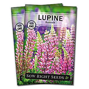 Sow Right Seeds - Russell Lupine Seeds to Plant - Full Instructions for Planting and Growing a Perennial Flower Garden; Non-GMO Heirloom Seeds; Wonderful Gardening Gift (2)