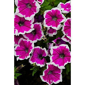 300+ Mixed Morning Glory Seeds for Planting, Wonderful Climbing Heirloom Vine, Beautiful Perennial Flowers, Non - GMO Seeds, Easy to Plant